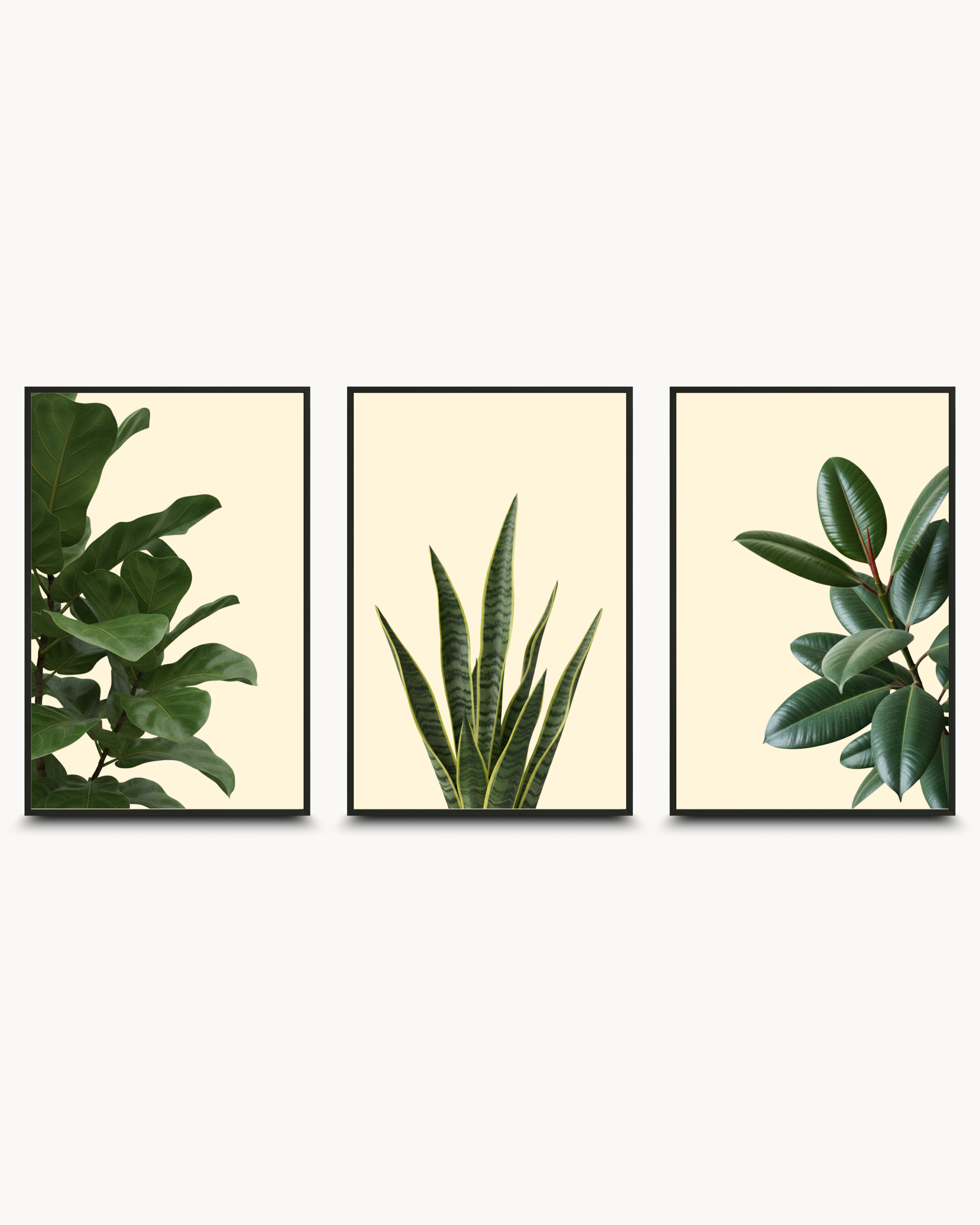 Photography: Houseplants - Collection २ – K2C Co.